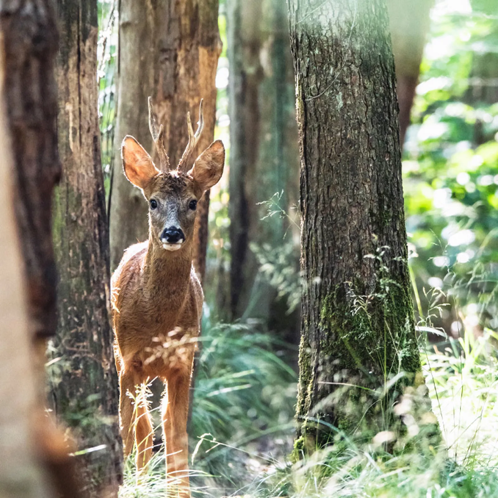 Aimpoint - Chasse au chevreuil | Aimpoint