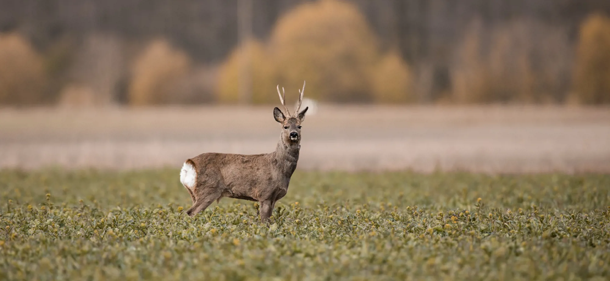 Aimpoint - Roebuck hunting | Aimpoint