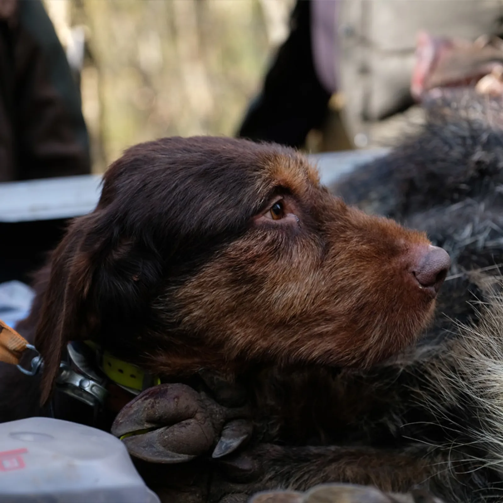 Aimpoint - Wild boar hunting in Bulgaria | Aimpoint