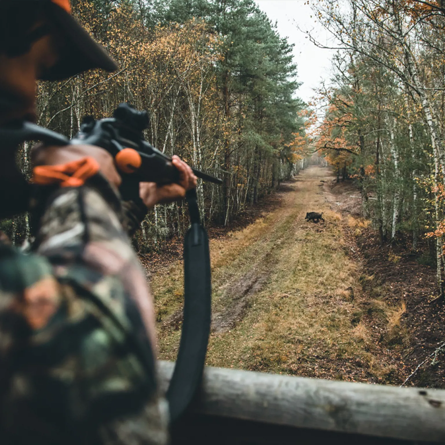 Aimpoint - Wild boar hunting. As essential as enjoyable! | Aimpoint