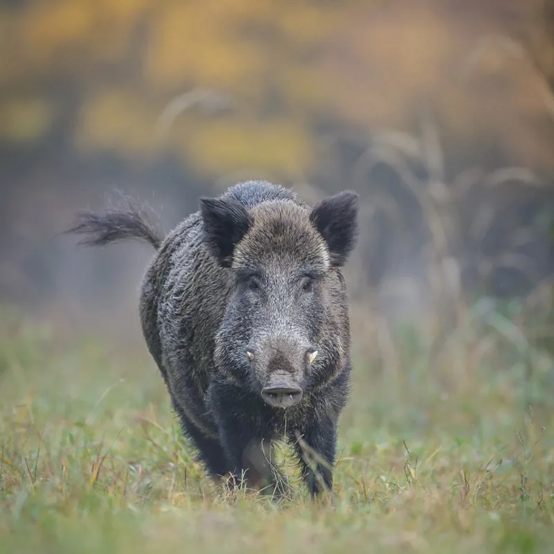 Aimpoint - Wild boar hunting. As essential as enjoyable! | Aimpoint