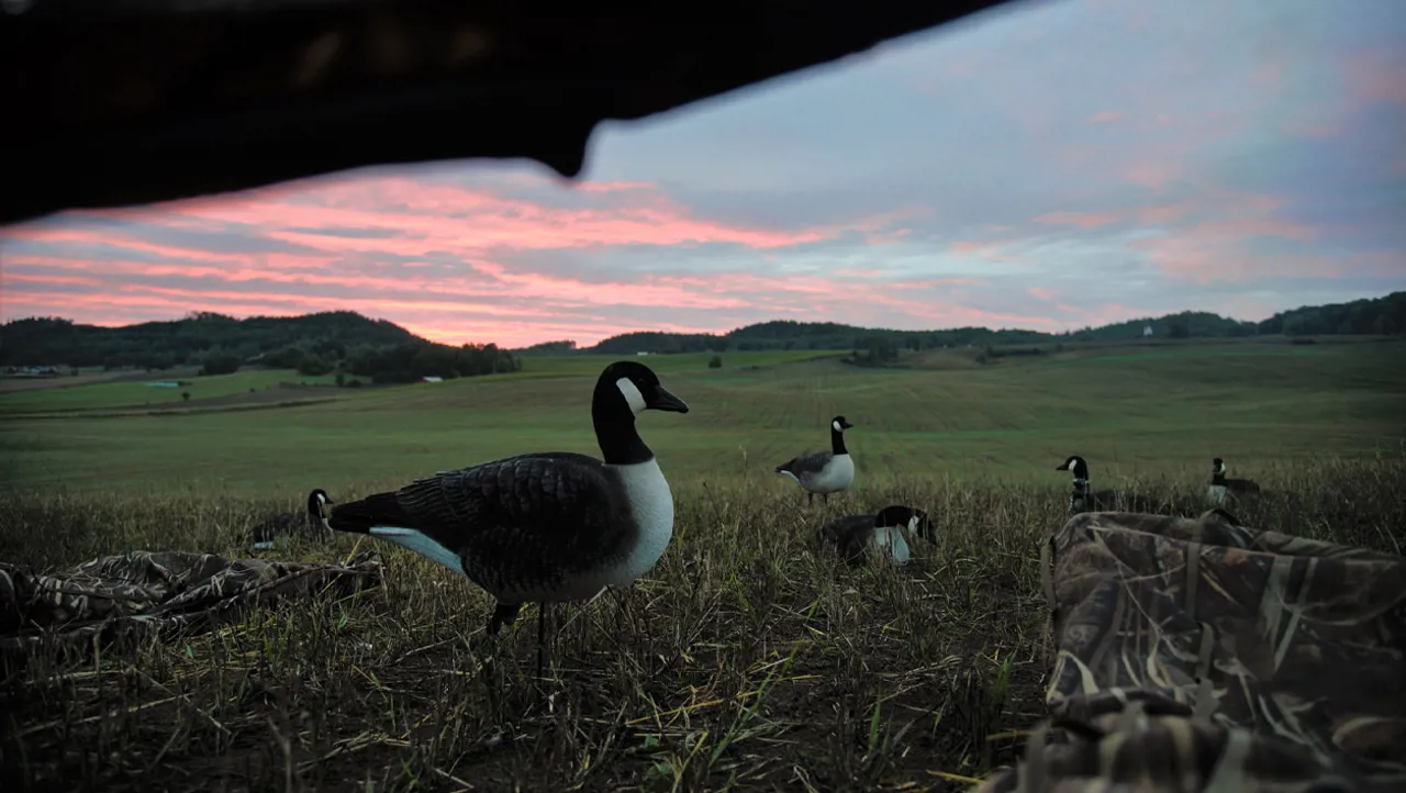 Aimpoint - Goose hunting with the Micro S-1™ | Aimpoint