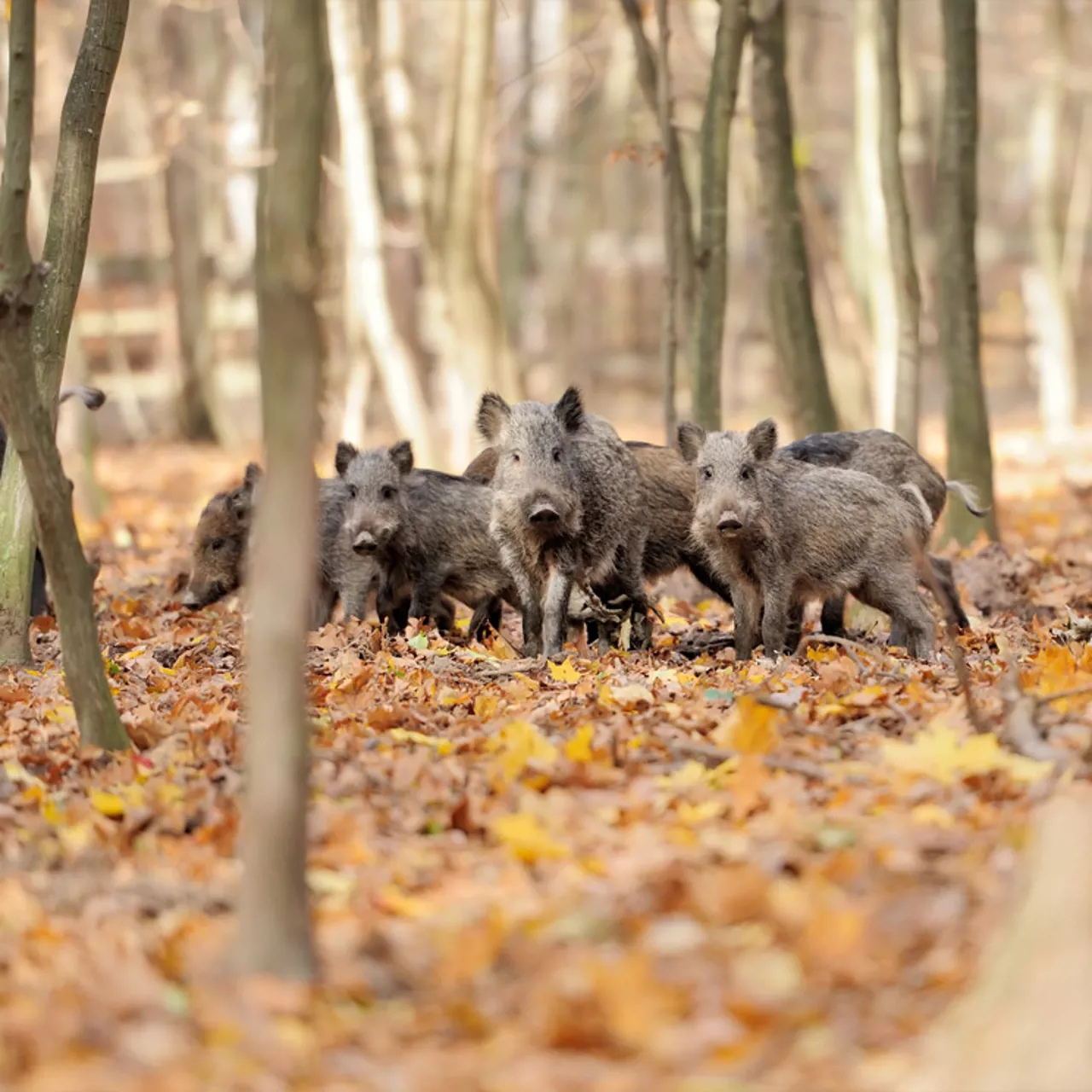 Aimpoint - Wild boar hunting. As essential as enjoyable! | Aimpoint
