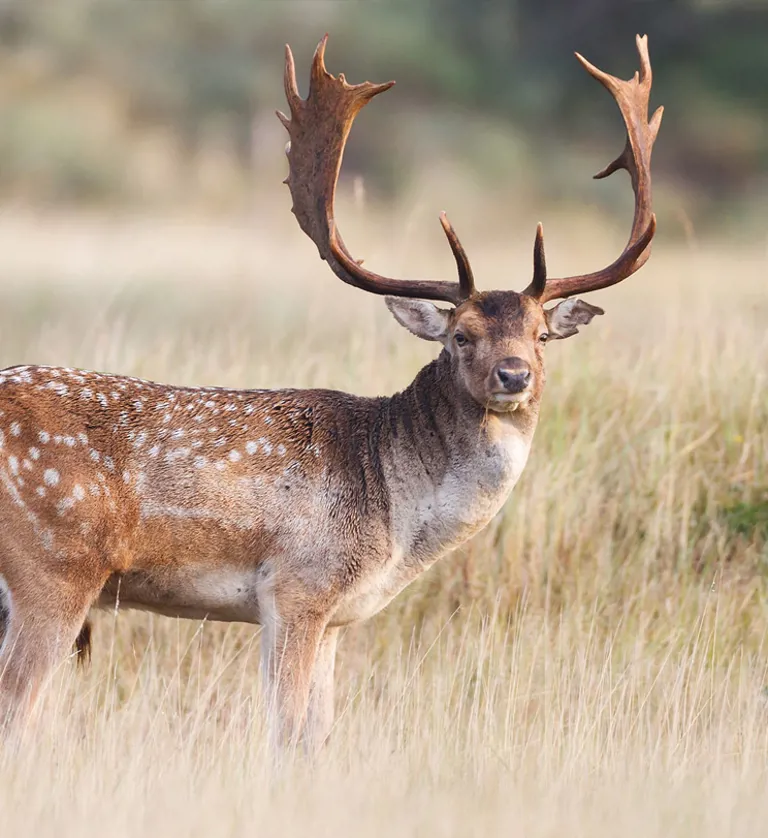 Aimpoint - Fallow deer and red deer | Aimpoint