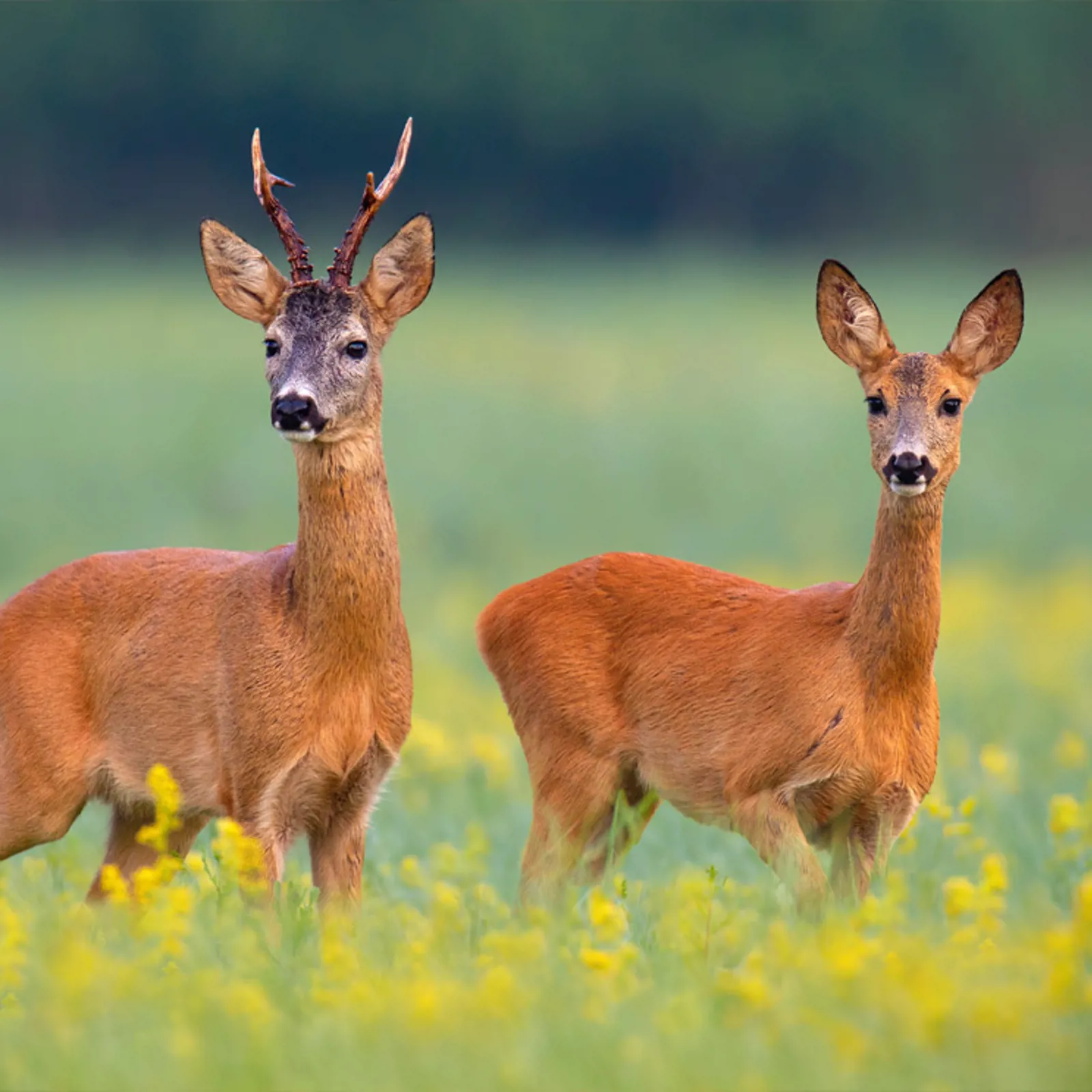 Aimpoint - Roebuck hunting | Aimpoint