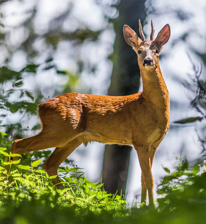 Aimpoint - Roebuck hunting | Aimpoint