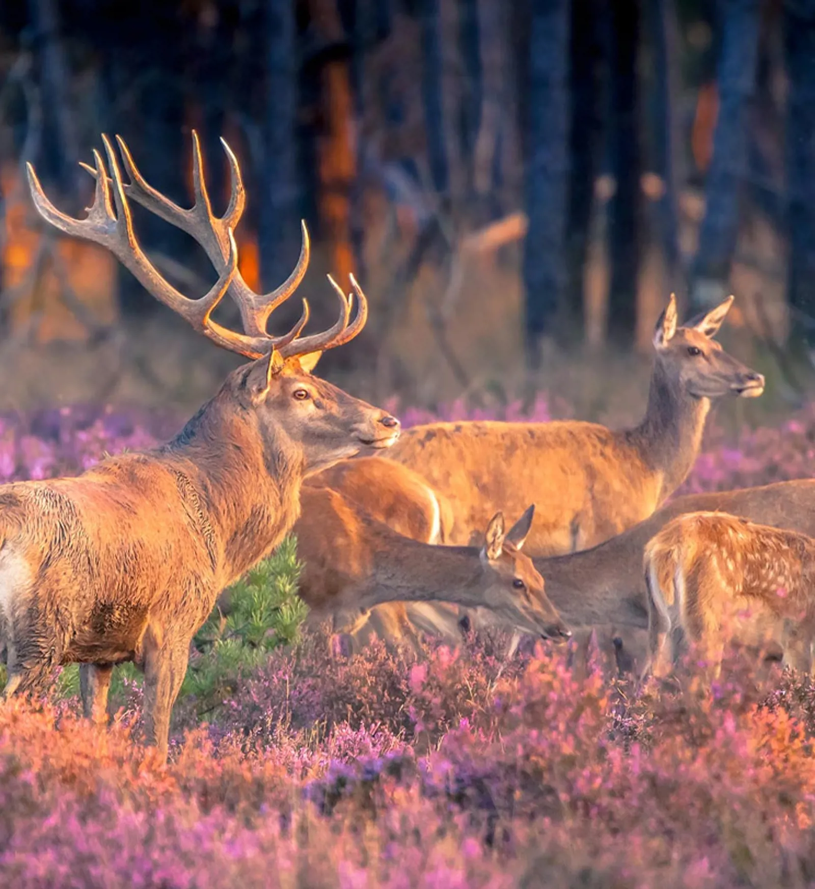 Aimpoint - Fallow deer and red deer | Aimpoint
