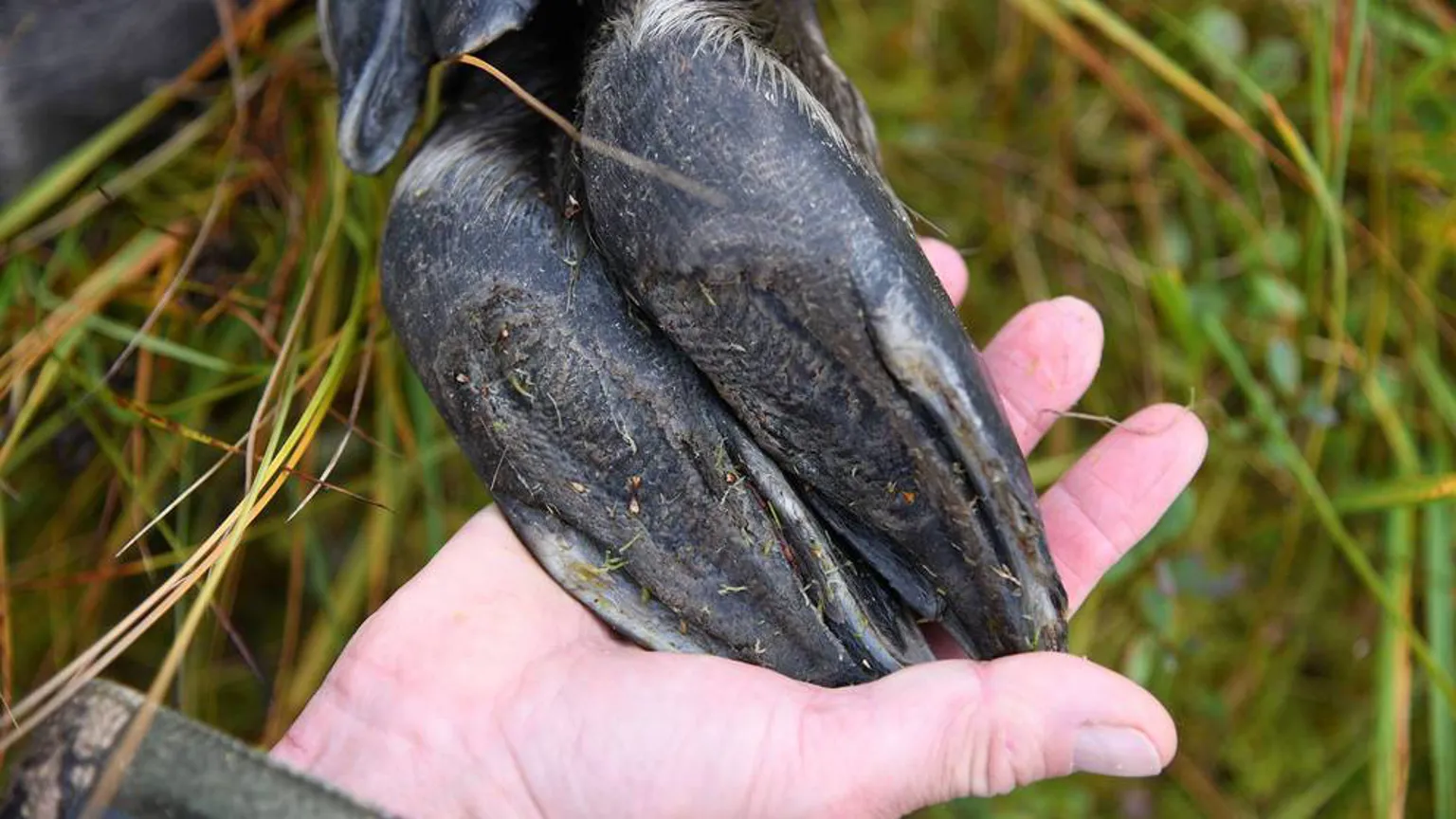 Aimpoint - Moose hunting - a cultural heritage | Aimpoint