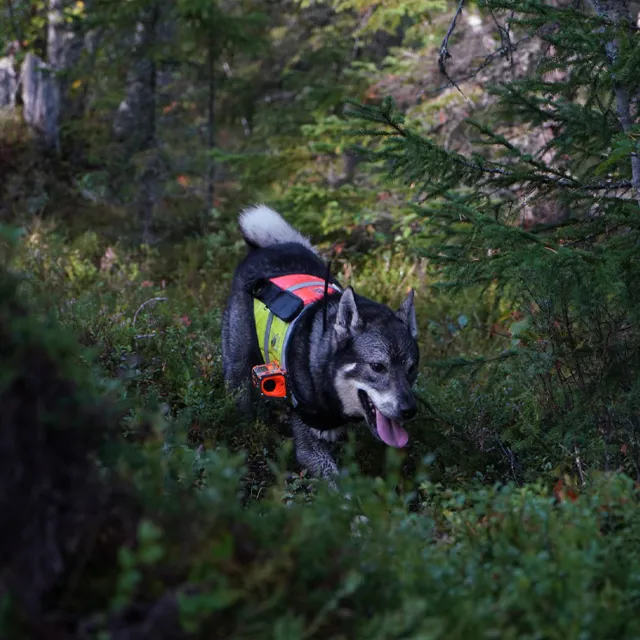 New Aimpoint Story - Moose Hunting with a Red Dot Sight | Aimpoint